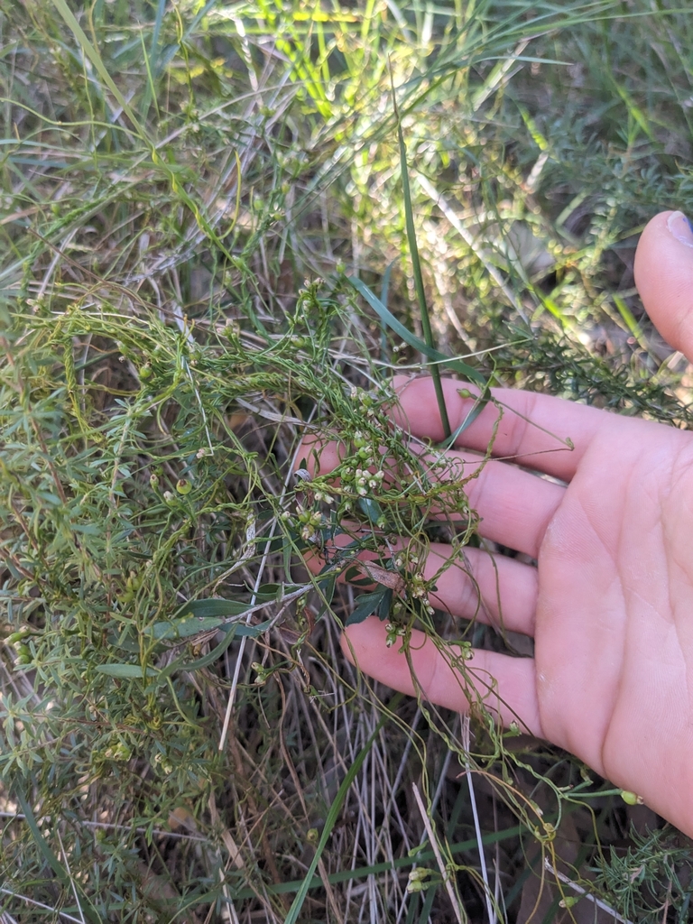 Slender Devil's Twine from Royal National Park Station, Royal Nat'l ...