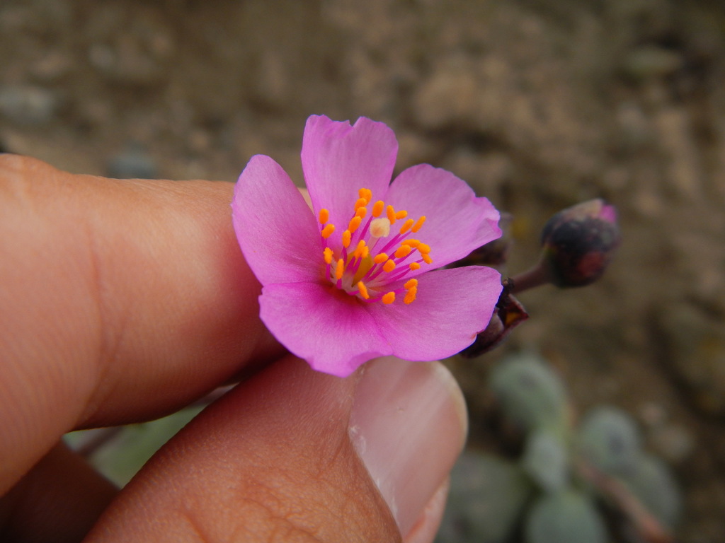 (Cistanthe paniculata) - Botanical Realm