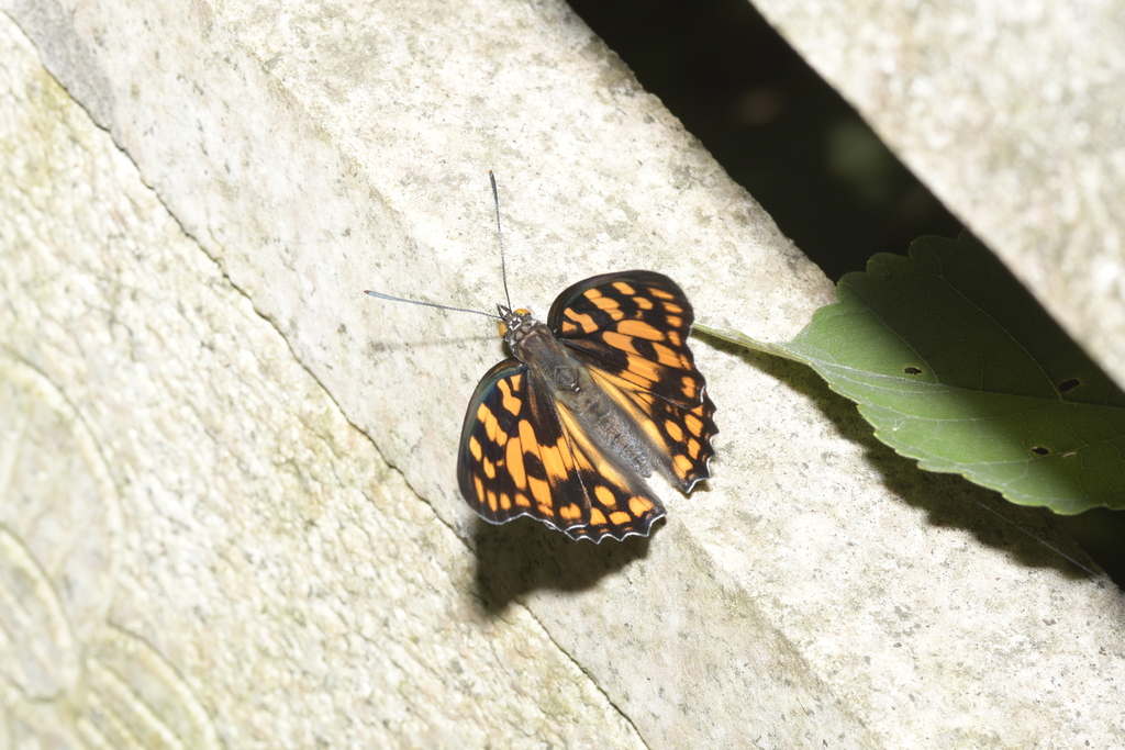 Sephisa princeps from 湖州安吉龙王山 on June 17, 2025 at 02:00 PM by rhinolin ...