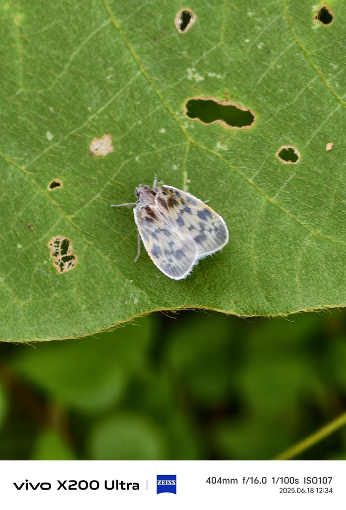Borysthenes maculatus from Yichun, CN-JX, CN on June 18, 2025 at 12:34 ...