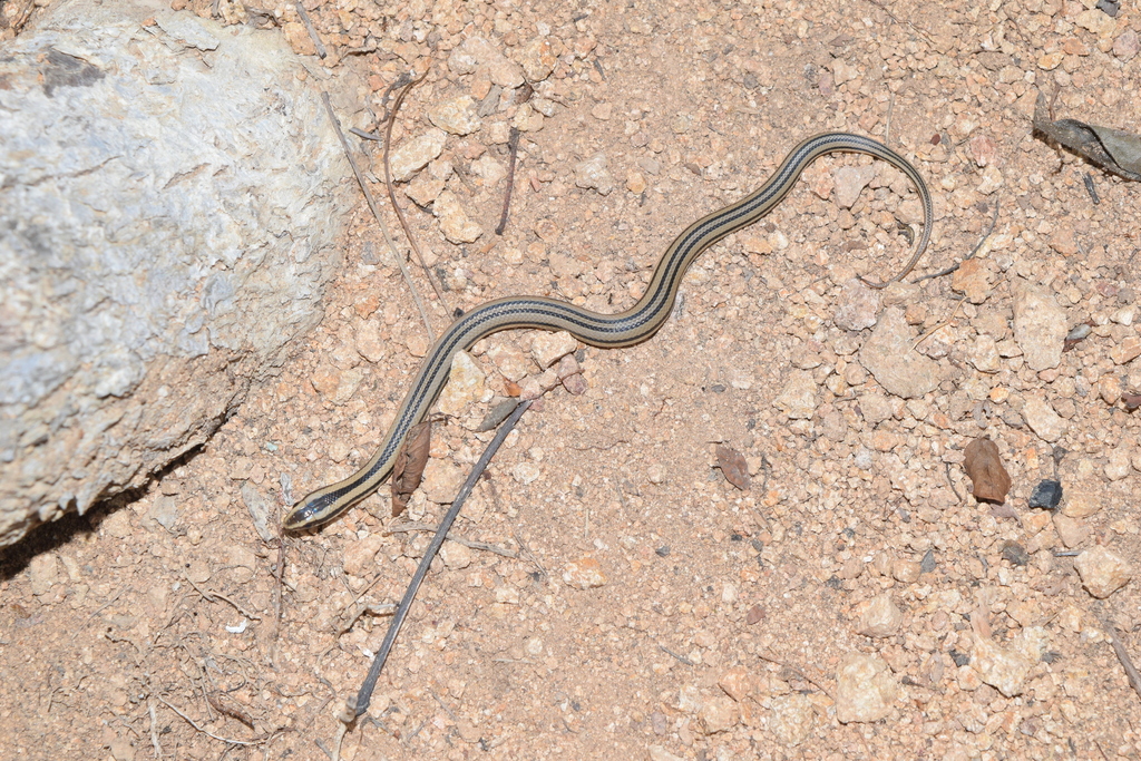 Striped Road Guarder from La Huerta, Jal., México on September 10, 2018 ...