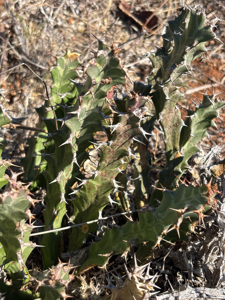 Euphorbia enormis from Ngwaritsi, Limpopo, ZA on June 18, 2025 at 11:18 ...
