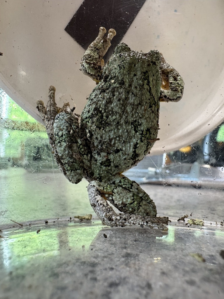 Gray Treefrog from Driftwood Park Rd, Head, Clara and Maria, ON, CA on ...