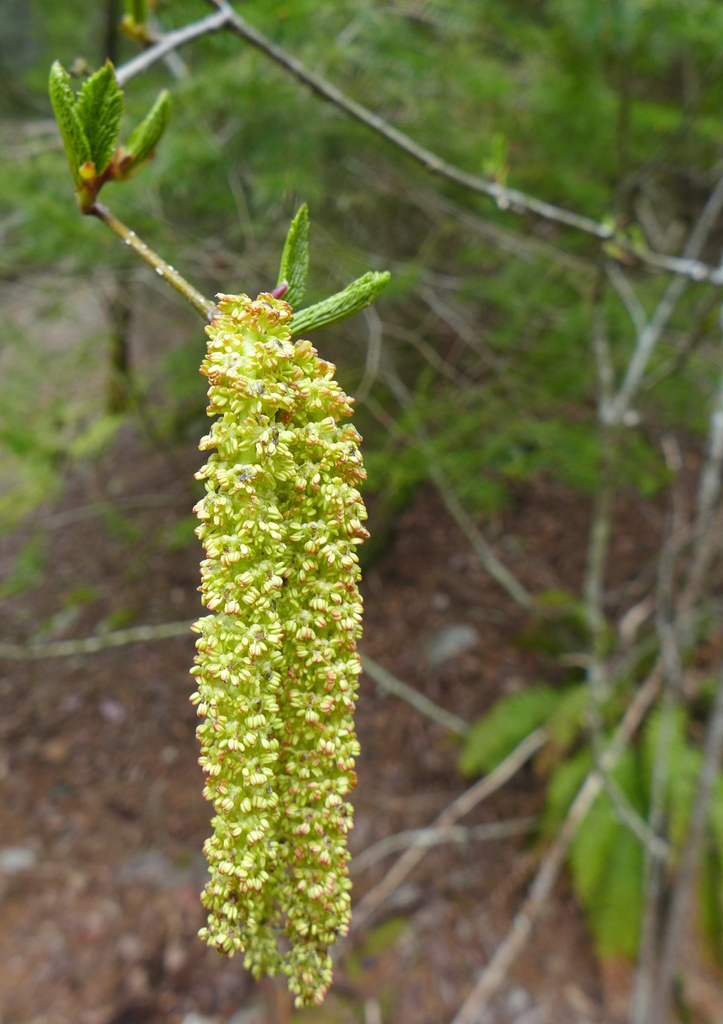 Red Alder from Squamish, BC, Canada on April 28, 2014 at 12:05 PM by ...