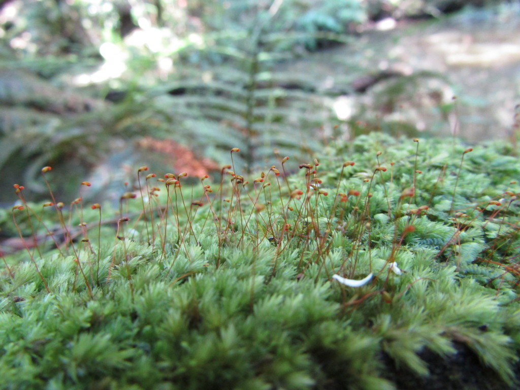 Leucobryum mosses from Somersby NSW 2250, Australia on September 21 ...