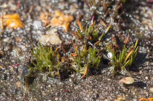 Trithuria filamentosa · iNaturalist