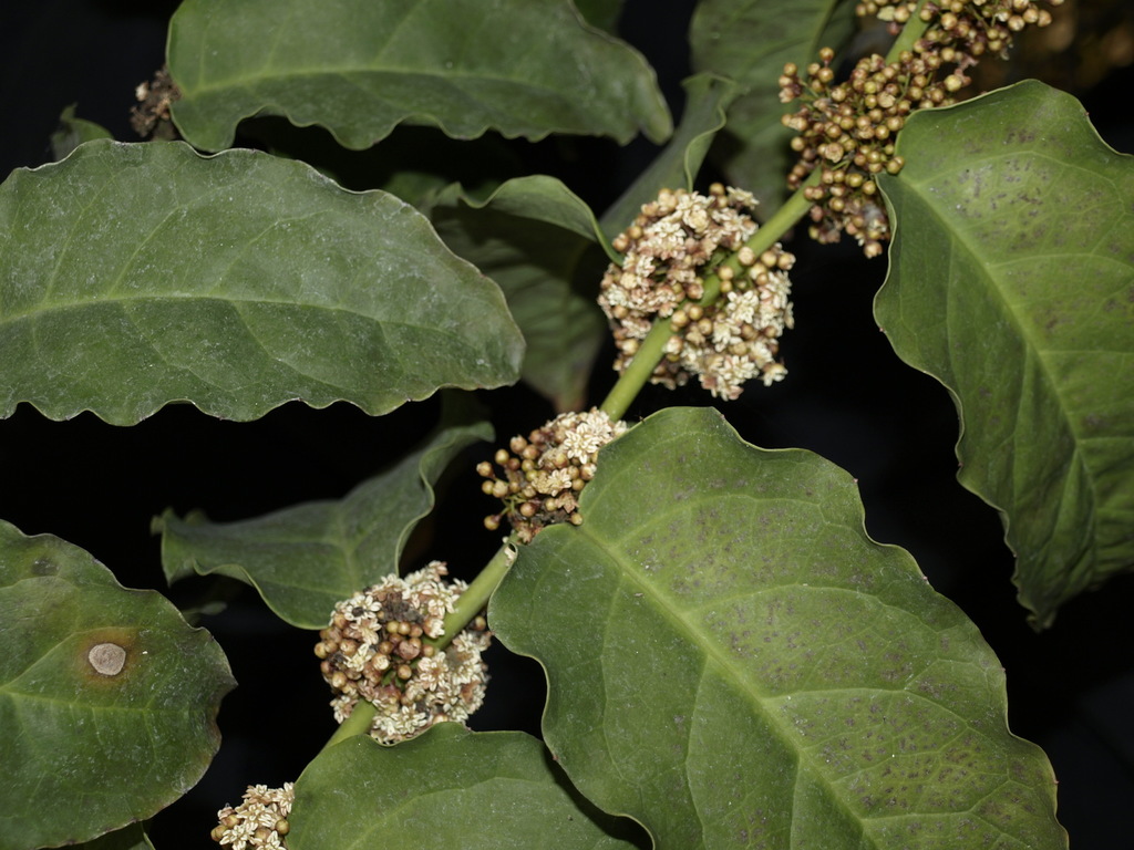 amborella (Amborella trichopoda) - Botanical Realm