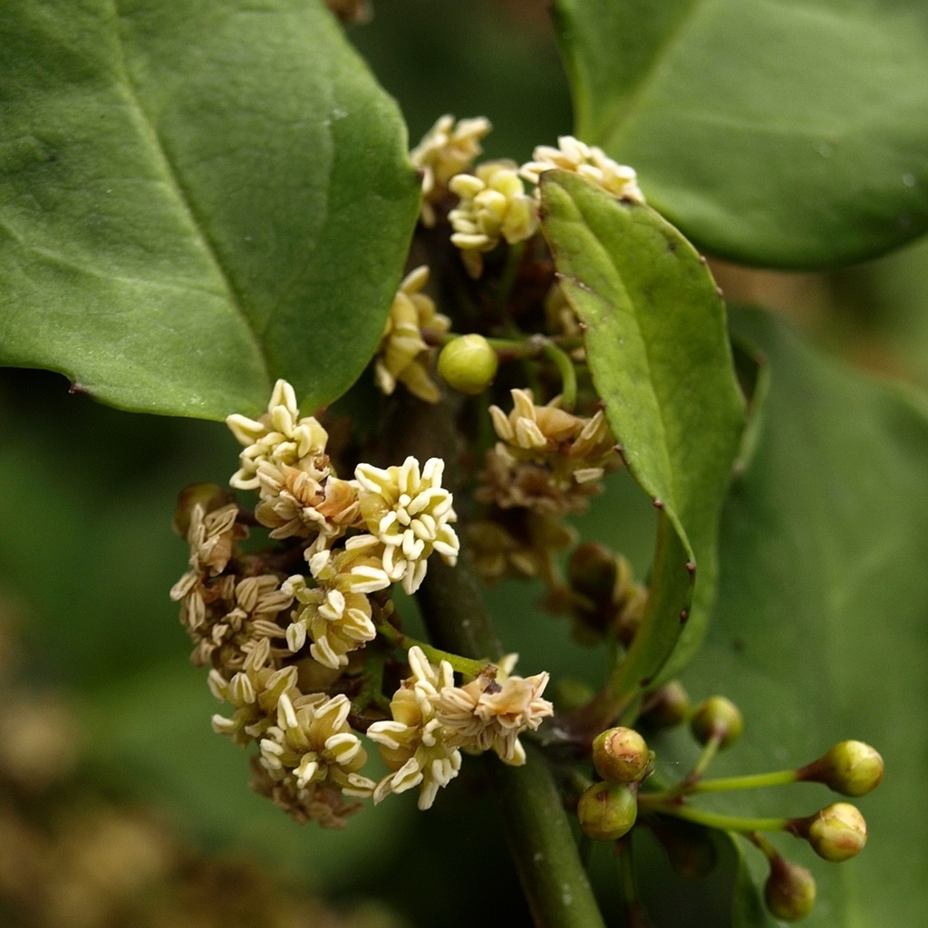 amborella (Amborella trichopoda) - Botanical Realm