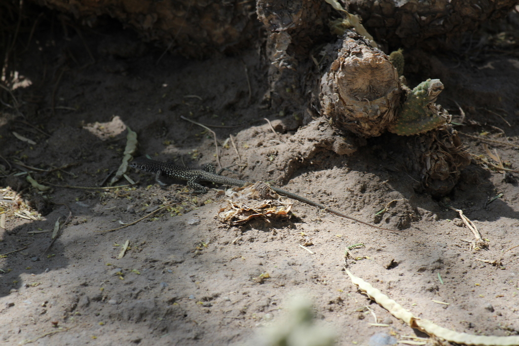 Marbled Whiptail in June 2025 by Ramón Isaac Miramontes Cinco · iNaturalist