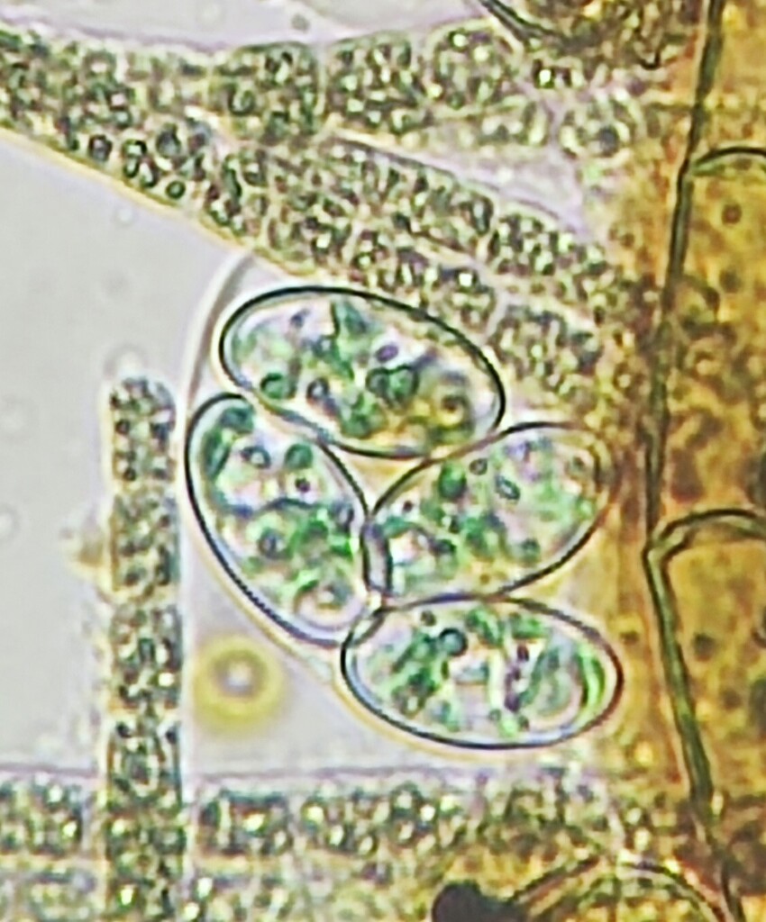 glaucophyte algae (Glaucophyta) - Botanical Realm