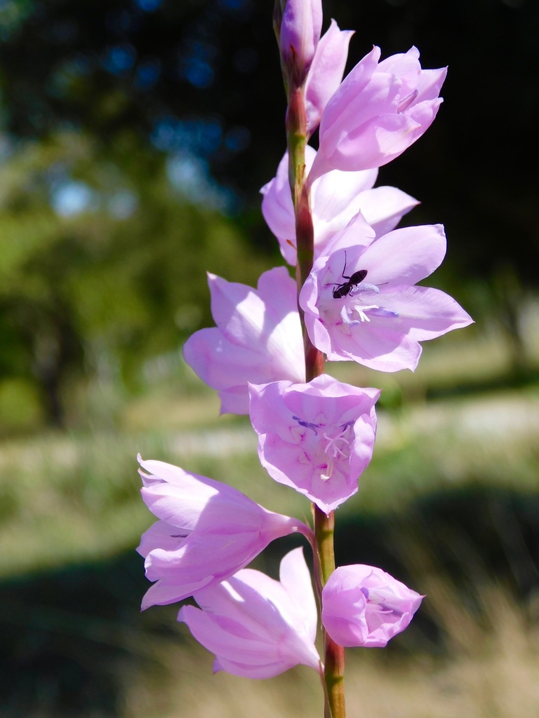 Wand Watsonia from Campher's Drift, George, 6529, South Africa on ...