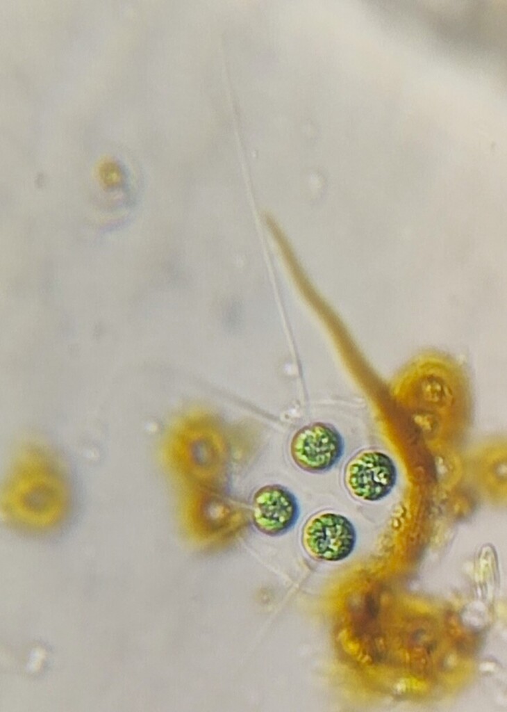 glaucophyte algae (Glaucophyta) - Botanical Realm