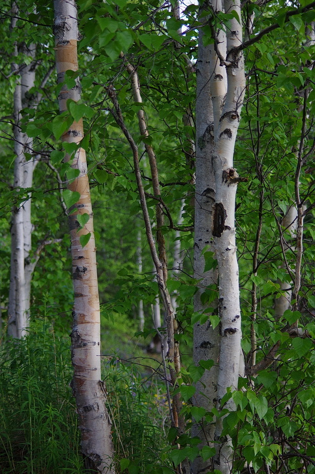 Alaska Paper Birch (Betula neoalaskana) - Botanical Realm