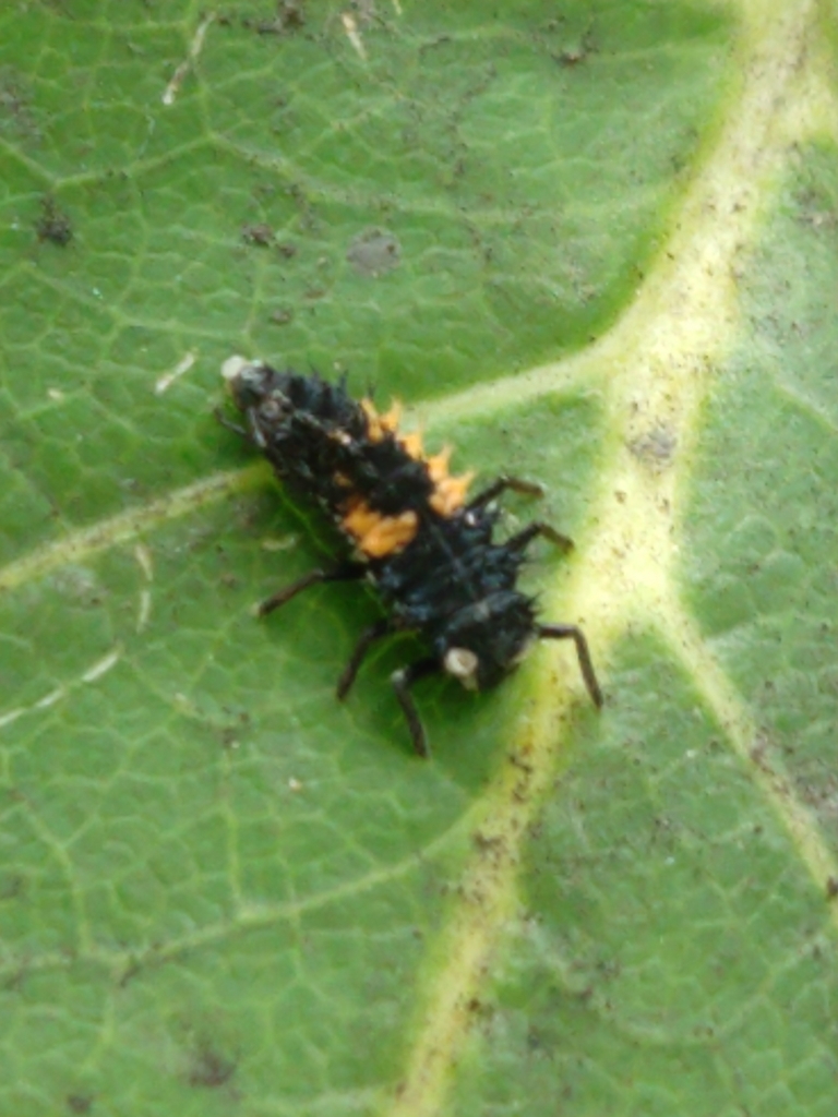 Asian Lady Beetle from Šiška District, 1000 Ljubljana, Slovenia on ...