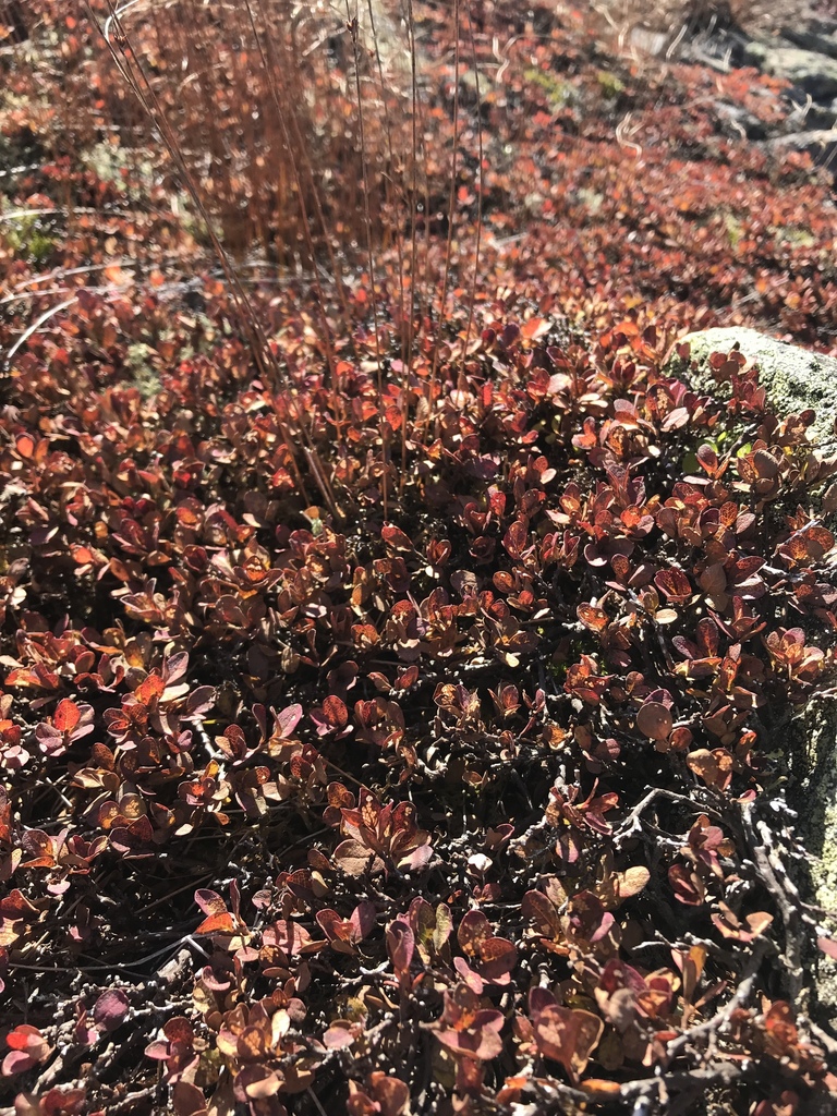 bog bilberry from Baxter, Piscataquis County, US-ME, US on September 21 ...