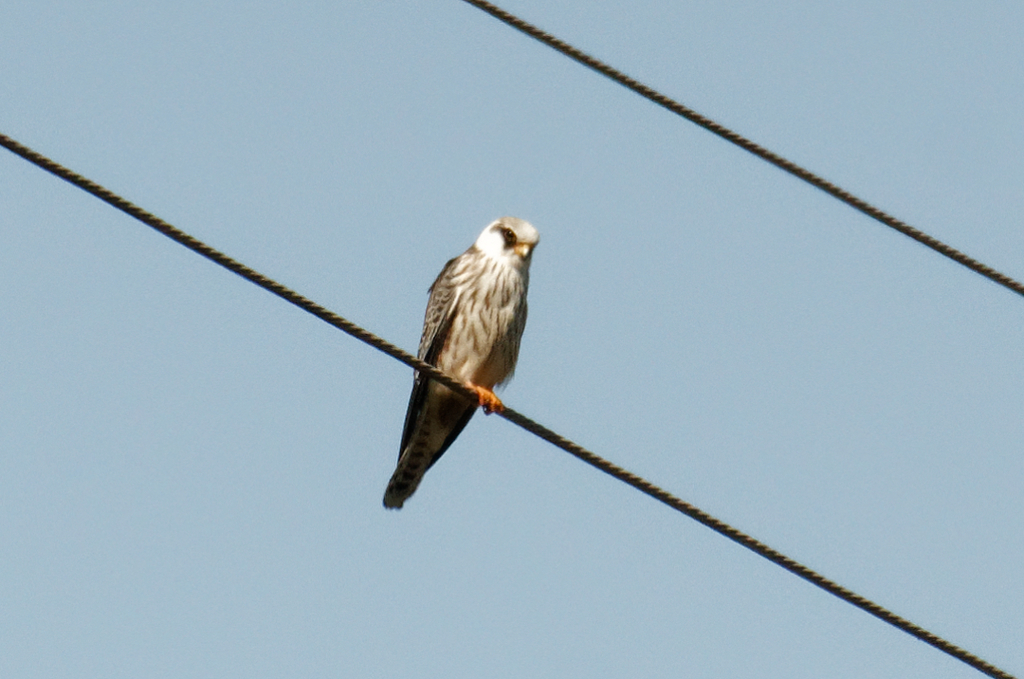 Red-footed Falcon in September 2019 by Yann Geshors. Juvénile · iNaturalist