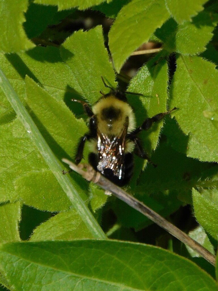 Two-spotted Bumble Bee from Fort Washington, MD 20744, USA on May 25, 2025 at 10:37 AM by Sue ...