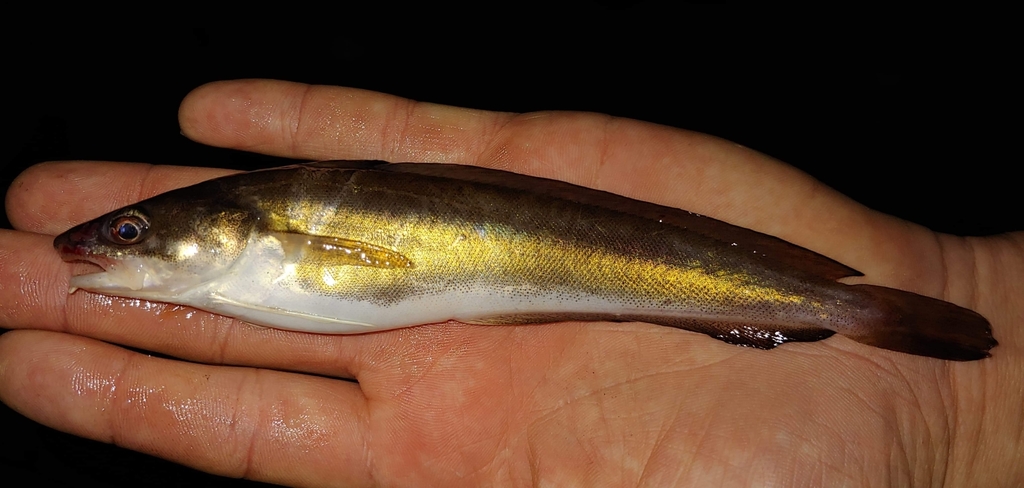 White Hake (Urophycis tenuis) - Marine Life Identification