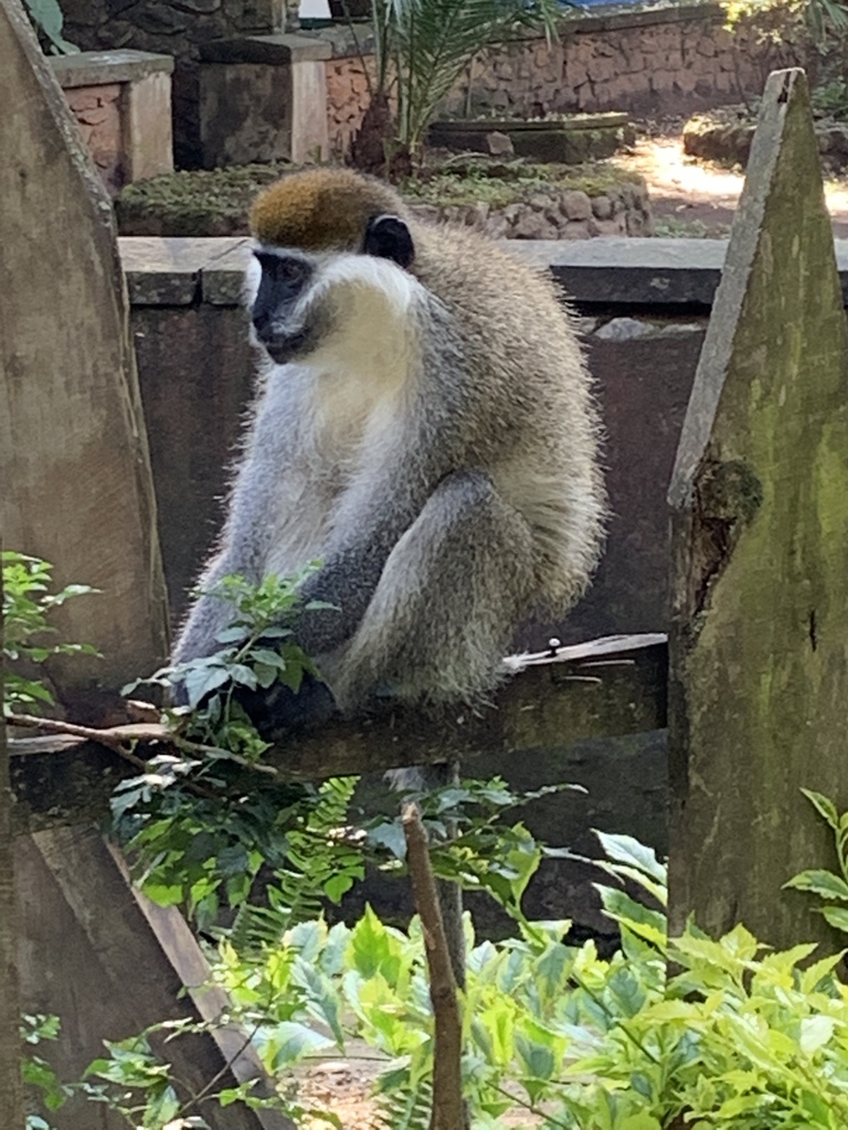 Grivet from Debub Mirab Shewa, ET-OR, ET on September 15, 2019 at 04:40 ...