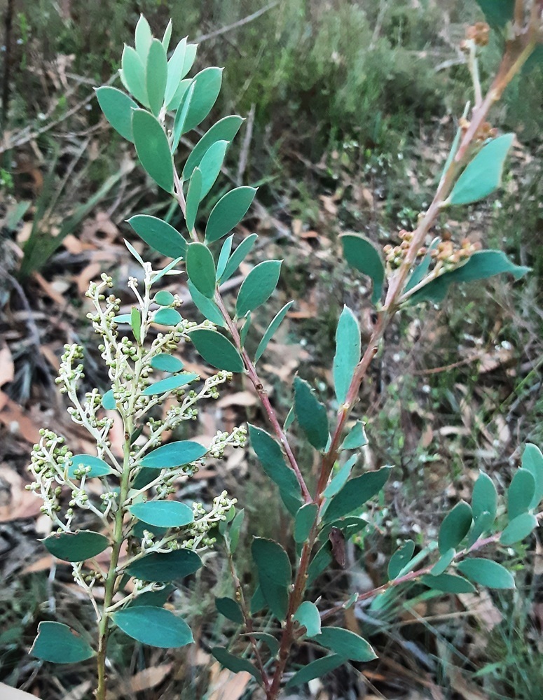 box-leaved wattle from Gardens of Stone SCA, Lidsdale NSW 2790 ...