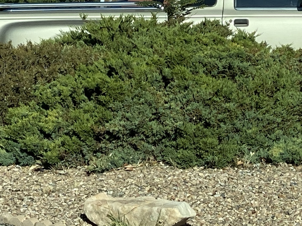 common juniper from Garnet Ave SW, Albuquerque, NM, US on September 24 ...