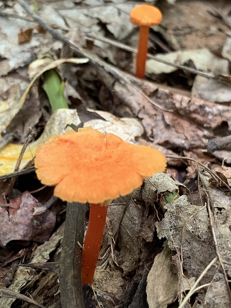 Goblet Waxcap from Hoosier National Forest, Paoli, IN, US on June 18 ...