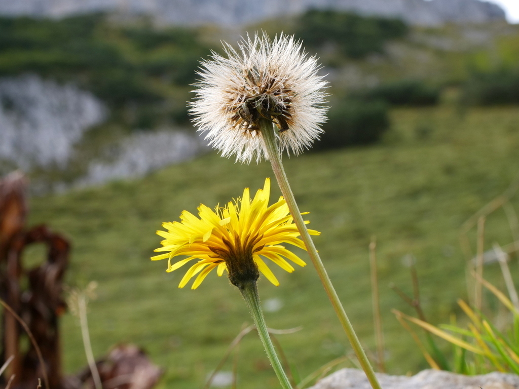 Rough Hawkbit (Energy Garden Plants) · iNaturalist