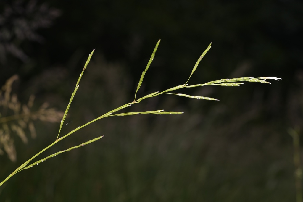 low manna grass from Forest Park Conservancy, Portland, OR, US on June ...