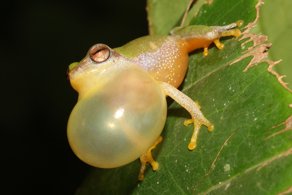 Variable Bush Frog from Kottappadi, Kerala, India on August 20, 2011 at ...