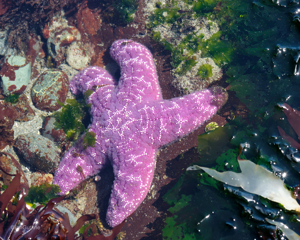 Ochre Sea Star from Campbell River, BC, Canada on May 28, 2025 at 12:10 ...