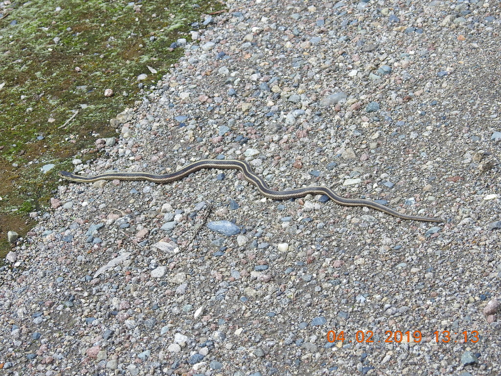 Valley Garter Snake from Butte County, CA, USA on April 02, 2019 at 01: ...