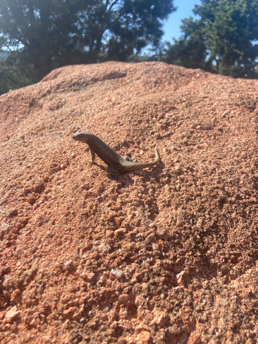 Prairie Lizard (Sceloporus consobrinus) - Snakes and Lizards