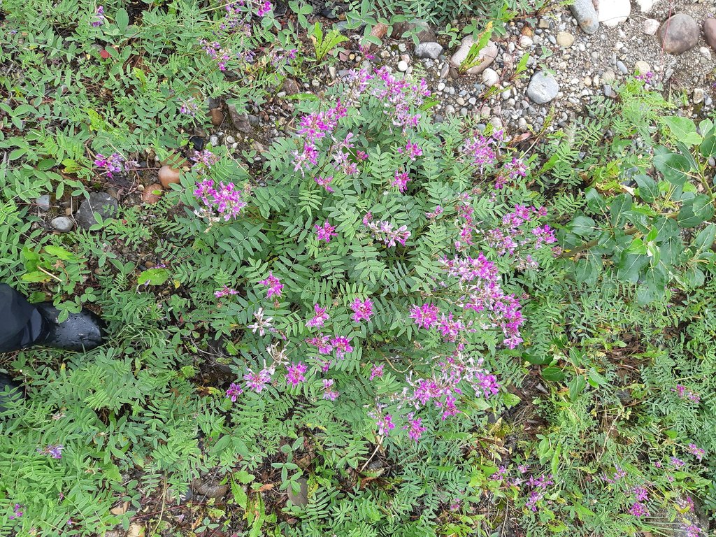 Boreal Sweet-vetch from Wrigley, NT X0E, Canada on July 6, 2019 at 02: ...