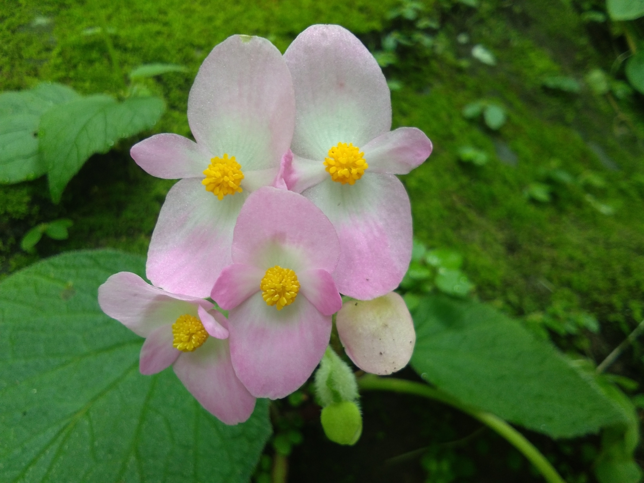 Begonia picta Sm.