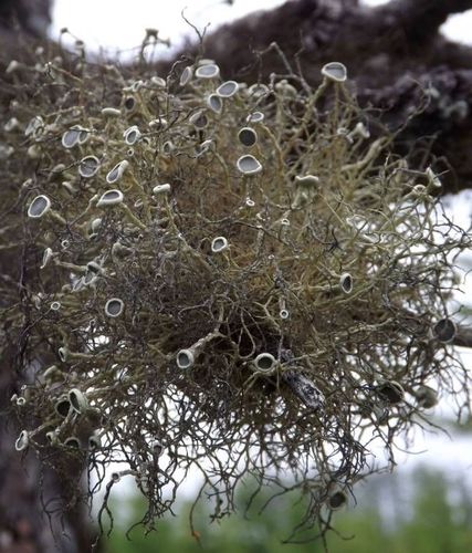 Form Alectoria ochroleuca japonica · iNaturalist