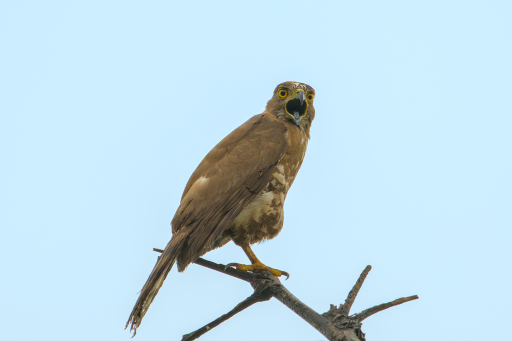 Crested Goshawk from Galel, India on June 16, 2025 at 08:01 AM by ...
