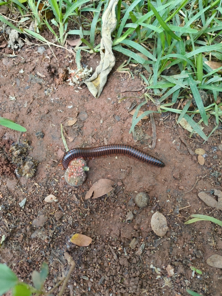 Round-backed Millipedes from 2H9C+7V9 Indian Institute Of Science ...