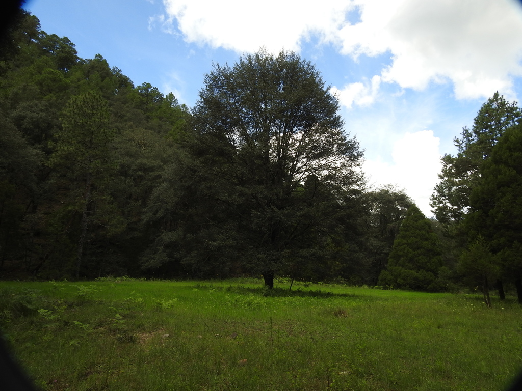 Quercus durifolia in September 2019 by patriciasamperio · iNaturalist