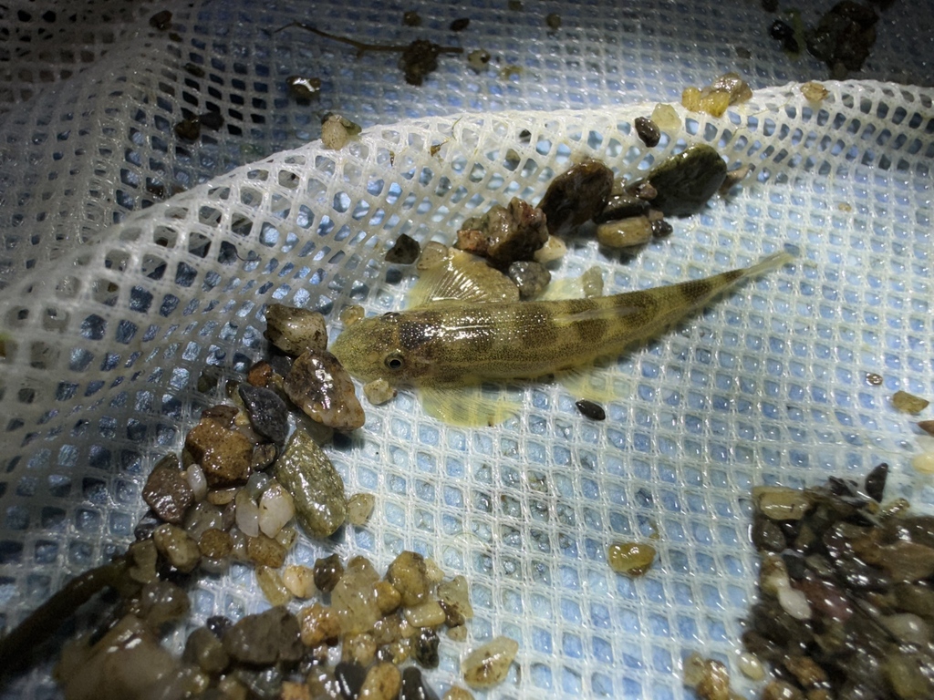 (Balitora nantingensis) - Marine Life Identification