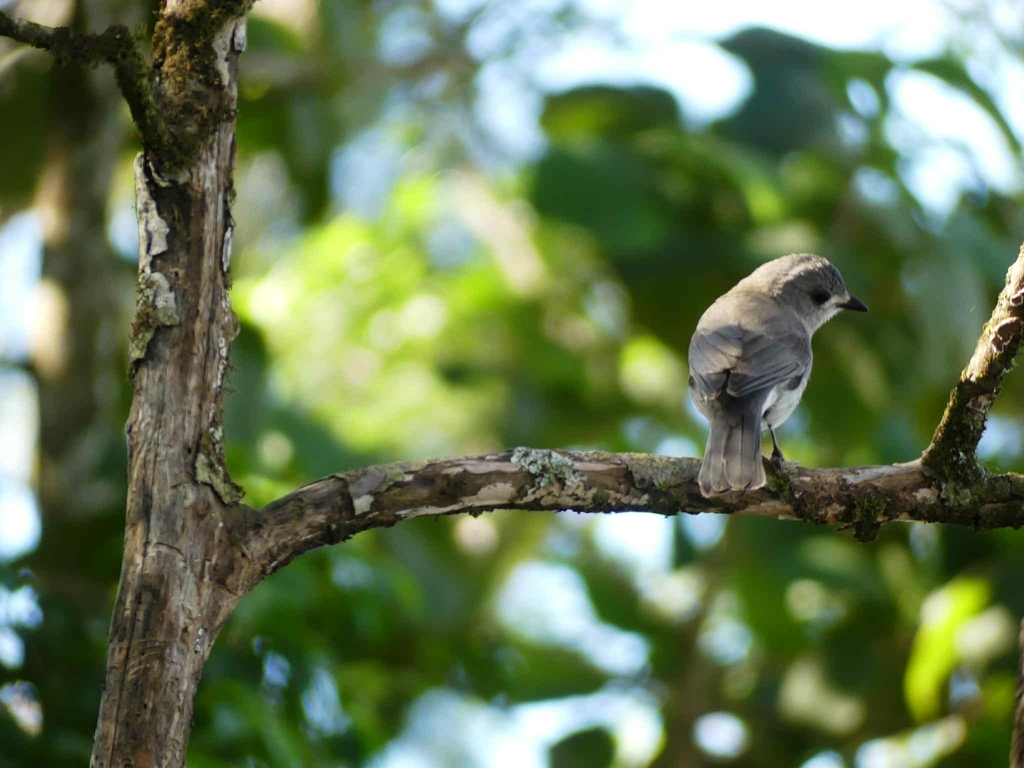 Gray Shrikethrush from Monsildale QLD 4515, Australia on June 19, 2025 ...