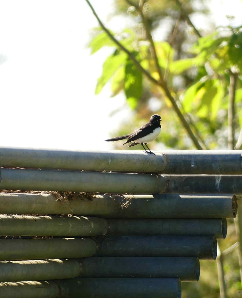 Willie Wagtail from Monsildale QLD 4515, Australia on June 19, 2025 at ...