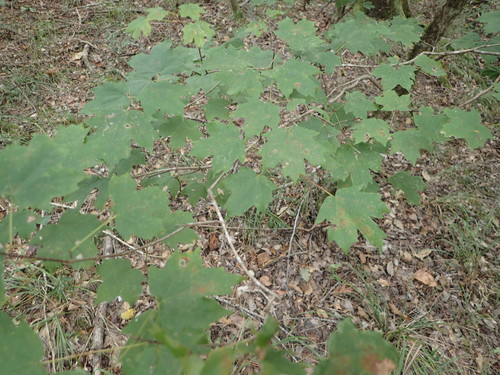 Florida Maple (Acer barbatum) · iNaturalist