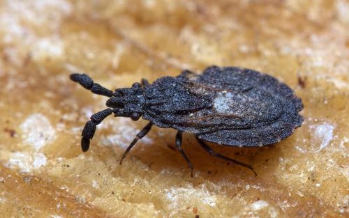 Aradus reuterianus · iNaturalist