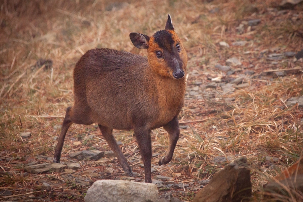 Taiwan Muntjac from 424, Taiwan, Taichung City, Heping District, 台中市和平區 ...