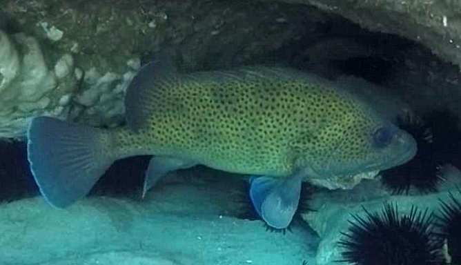 Eastern Wirrah (Sydney Sea Life) · iNaturalist