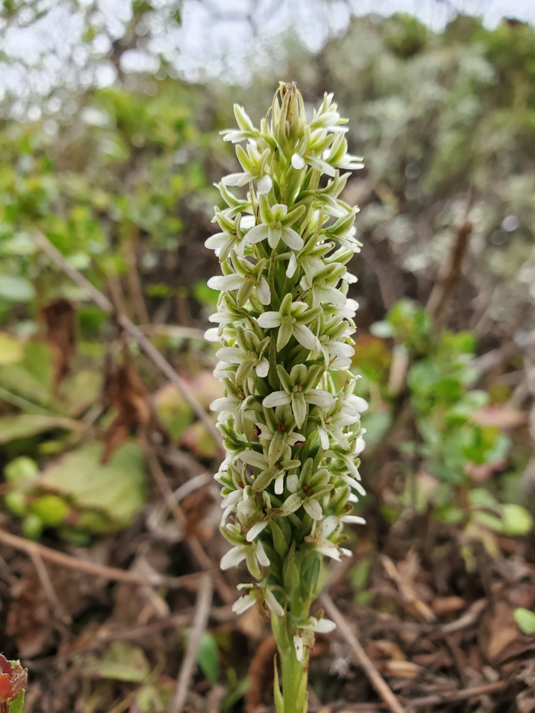 elegant piperia from San Bruno Mountain State & County Park, Brisbane ...