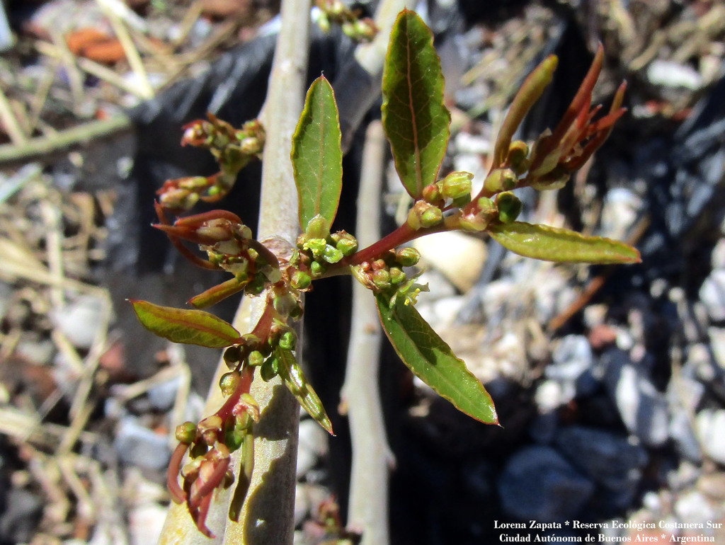 Sarandí blanco (Especies Vegetales "Parque Delio Panizza") · iNaturalist