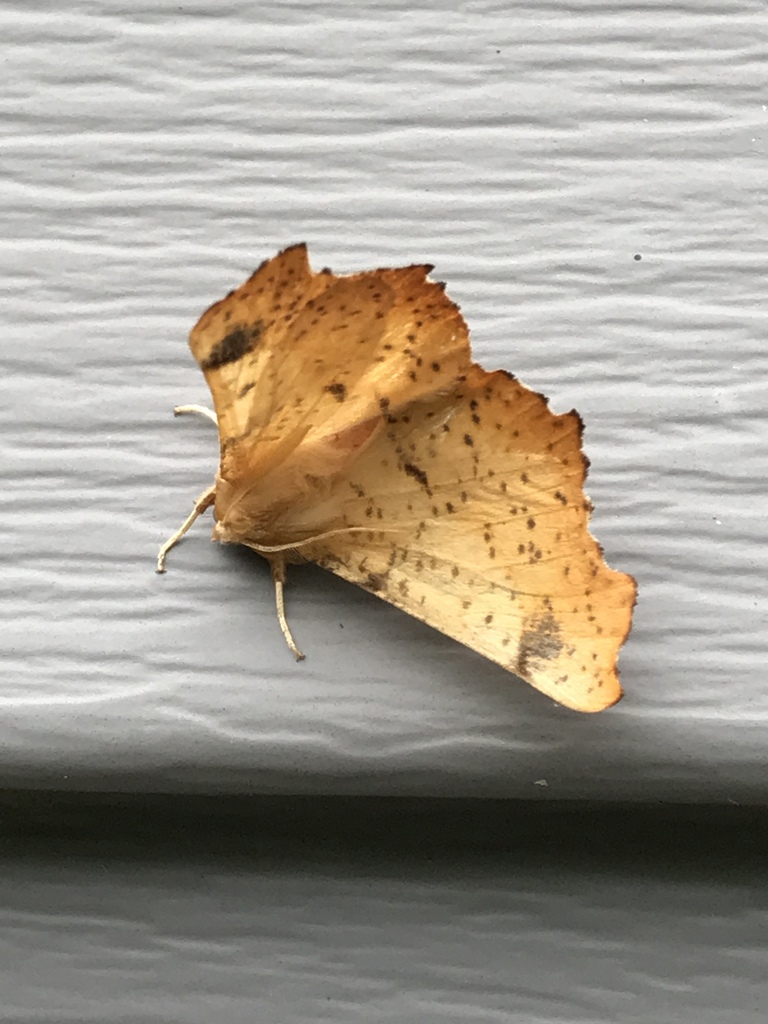 Maple Spanworm Moth from Prince Edward Island, PE, CA on September 24 ...