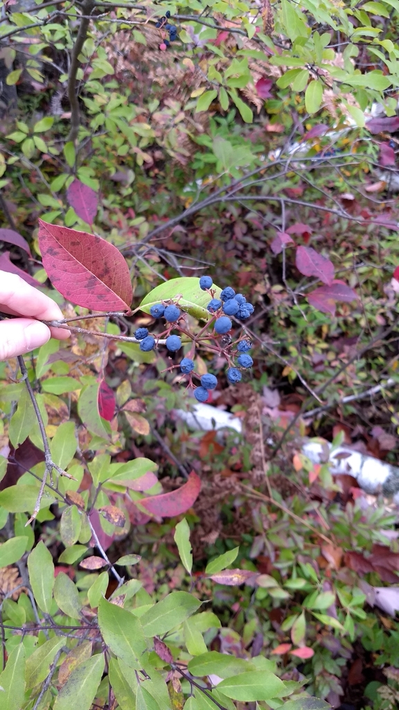 northern wild raisin from Ottawa Greenbelt, CA-ON-OT, CA-ON, CA on ...