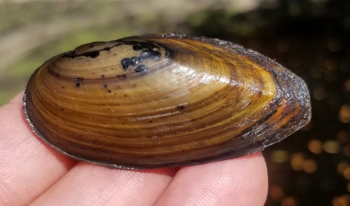 Elliptio angustata · NaturaLista Colombia